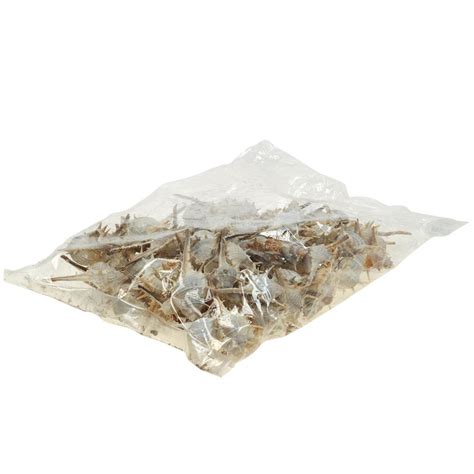 Floristik24 Dk Maritim Dekoration Sneglehuse Spiny Snegl 3 6cm 1kg 496032