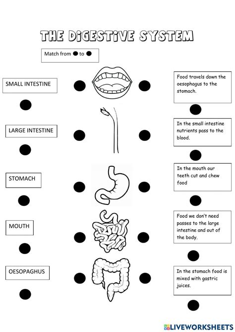 Digestive system interactive activity for 3ª You can do the exercises