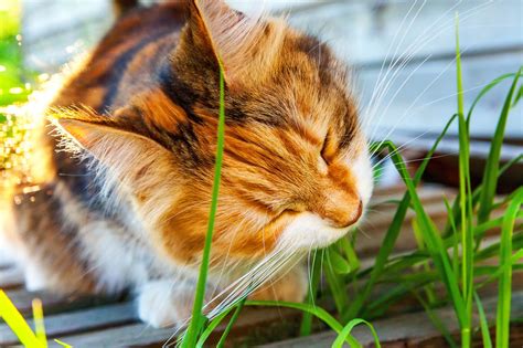 Los Beneficios De La Una De Gato Propiedades Medicinales Y Salud