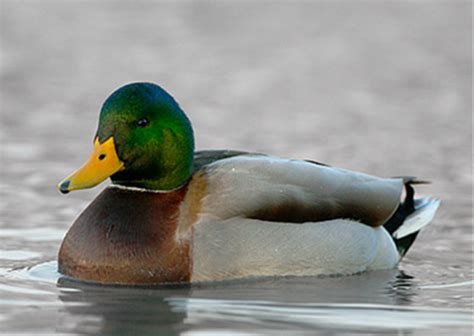 Flashcards Waterfowl Wing Males Quizlet