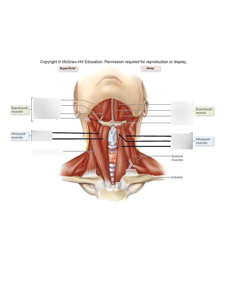 Larynx Extrinsic Muscles Diagram Quizlet