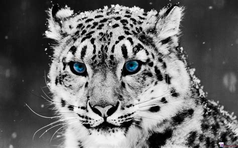 HD White Tiger Wallpaper 1920x1200 13354