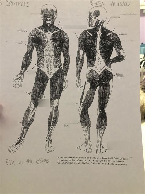 Back Body Muscles Diagram Quizlet