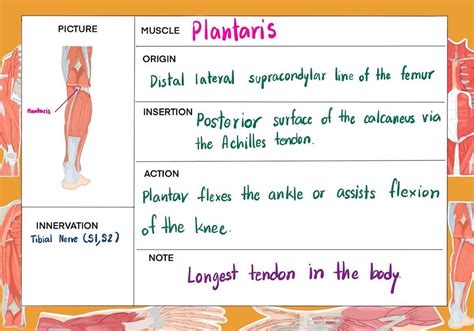 Human Muscles Anatomy Flash Card Anatomy note Etsy España