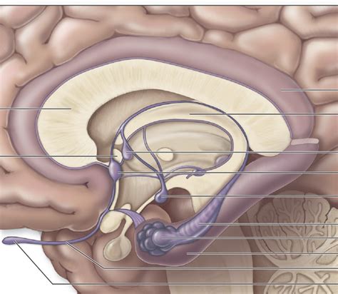 Limbic System Diagram Quizlet