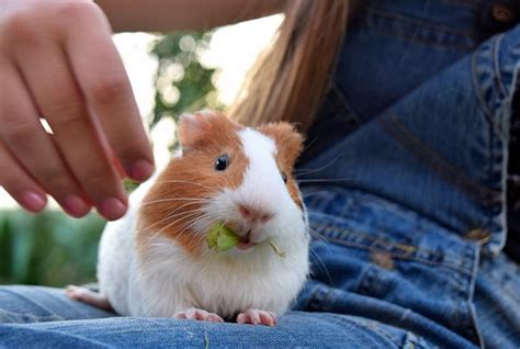 Descubra tudo sobre o porquinho da índia Petz Blog Petz