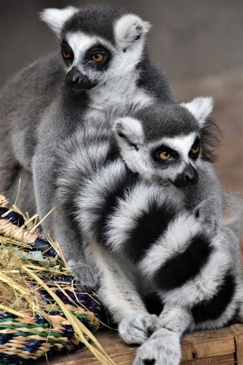 Lêmure de cauda anelada características comportamento e habitat em