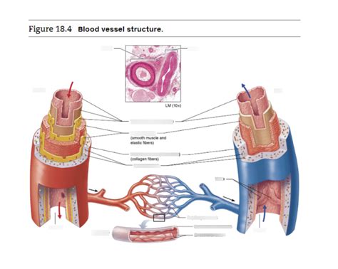 Prac Histological Structure Of Blood Vessels Diagram Quizlet