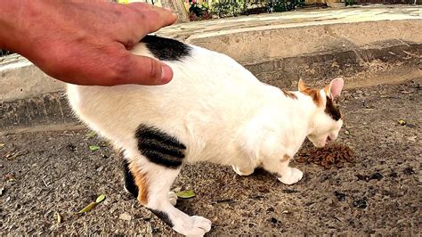 Cat Likes Have Her Butt Massaged While She Eats This Is The 1 Time Ive Seen Something Like