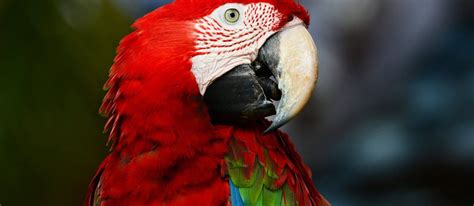 Todo Lo Que Te Interesa Saber Sobre Las Guacamayas Magazine Z
