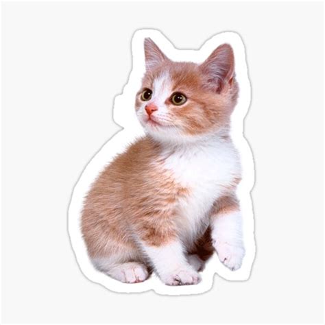 Kitten Sale Sticker By Vitalia Redbubble