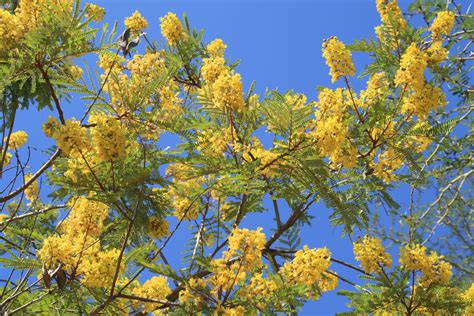 Peltophorum Africanum African Weeping Wattle Their Yellow Flowers