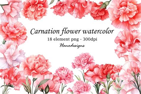 Carnation Flower Watercolor Graphic By Hanodesigns Creative Fabrica