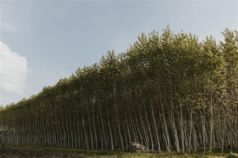 Plantação simétrica de árvores de crescimento rápido montes de