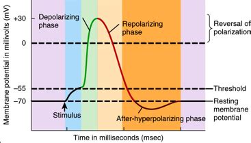 Action Potential Synapse Flashcards Quizlet