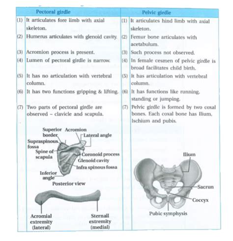 Gujrati Solution Pectoral Girdle And Pelvic Girdle