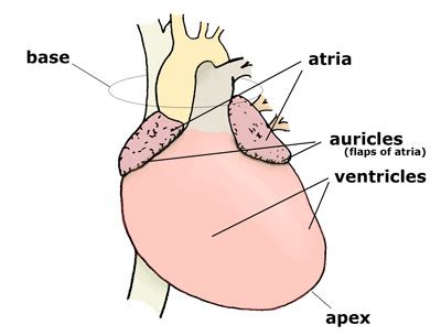Anatomy Of The Heart Flashcards Quizlet