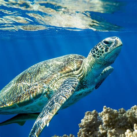 So Ar Con Tortugas Significado E Interpretaciones