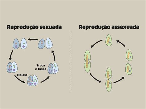 Destruir pegar um resfriado Lágrima processo de reprodução Injusto
