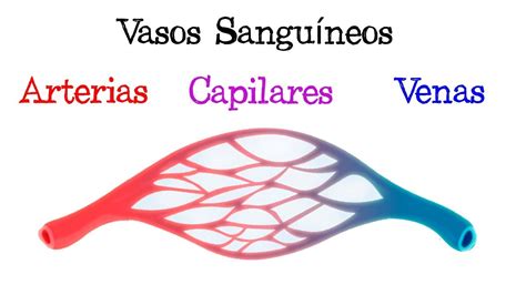 Diferencias entre Venas Arterias y Capilares Fácil y Rápido