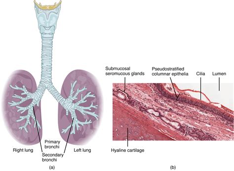 Tráquea Anatomía Concise Medical Knowledge