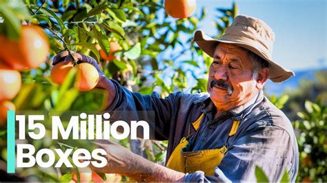 How American Farmers Harvest Millions Of Tons Of Fruits And Vegetables