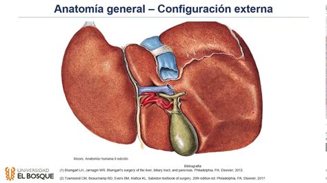 Articulación ensillar Nathaniel Ward anatomia del higado humano