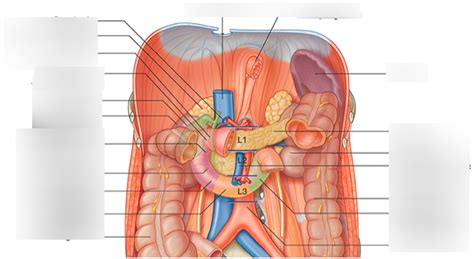 Diagram Of Abdomen 2 Whole Abdomen Quizlet