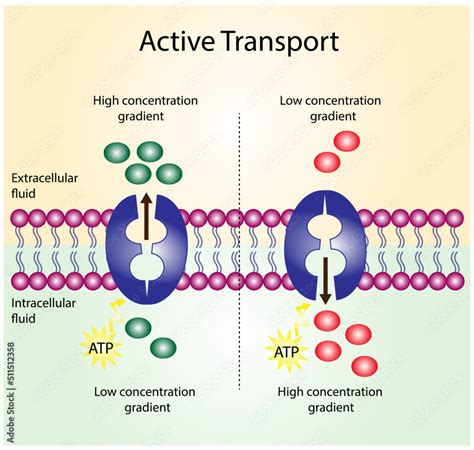 Active Transport Cell Membrane