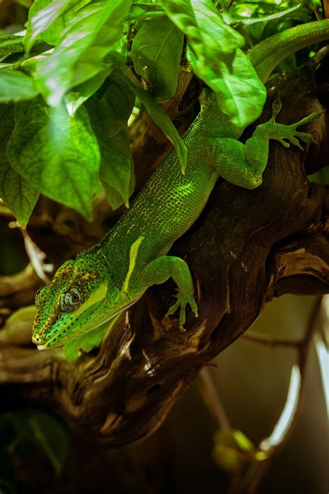 Lagarto Reptil Escamas Foto Gratis En Pixabay