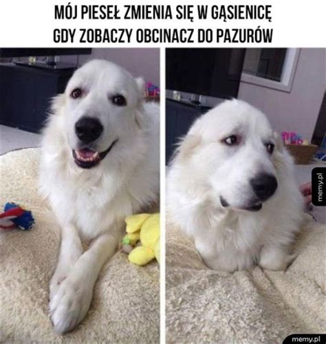 To są najlepsze MEMY o psach Te słodkie obrazki rozbawią Cię do łez