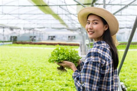How To Grow Lettuce And Salad Mix In Hydroponics A Step By Step Guide