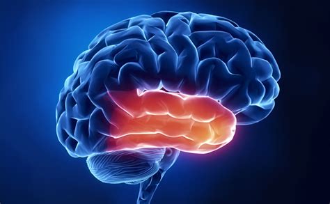 Temporal Lobe Function Location And Structure