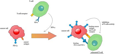 Immunotherapies Based On PD1 PDL1 Pathway Inhibitors In Ovarian