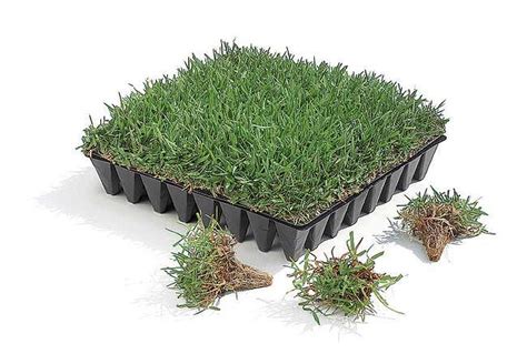 Gramado De Como Plantar A Tipos De Grama Casa E Jardim Gramado En
