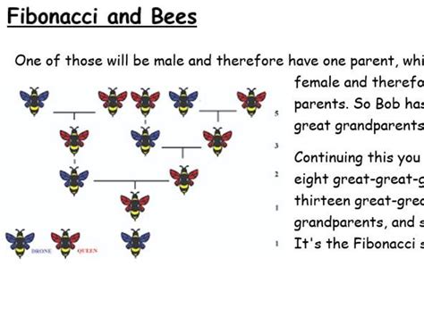 exploring fibonacci teaching resources