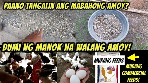 Paano Tangalin Ang Mabahong Amoy Sa Dumi Ng Manok Youtube