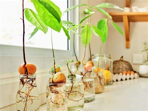 Cómo germinar un aguacate en casa paso a paso