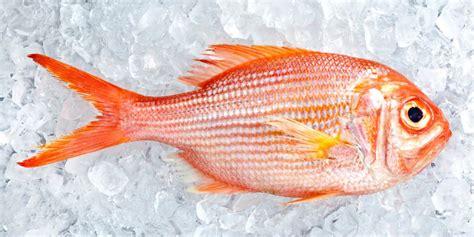Cómo reconocer el pescado fresco Restaurante Venta Pazo