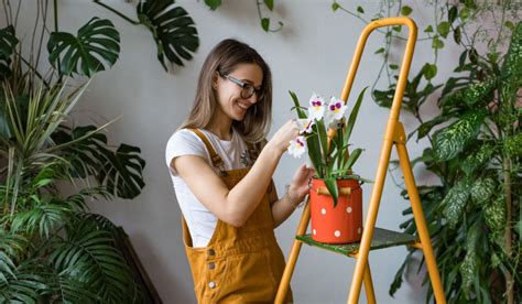 Best Indoor Plants For Home As Per Vastu Shastra In Hindi
