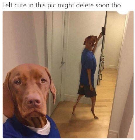 23 Feeling Cute Might Delete Later Memes To Hype You Up Funny