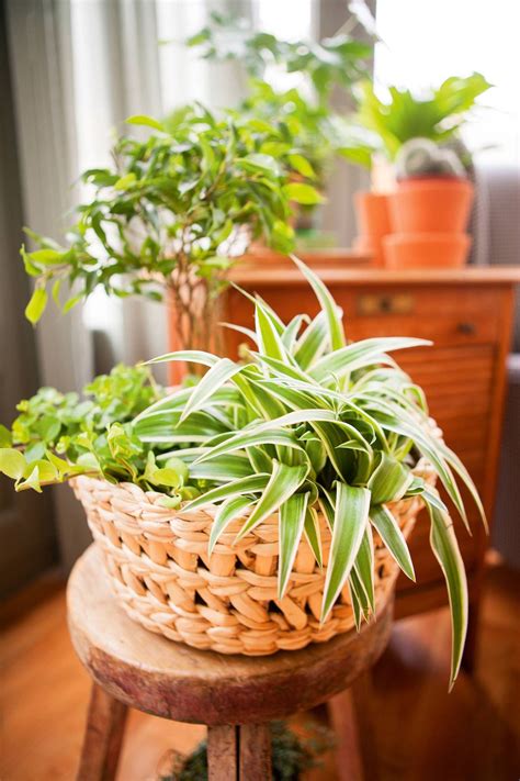 30 plantas de interior resistentes y fáciles de mantener