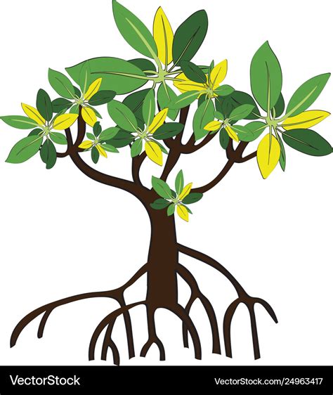 Mangrove Swamp Tree Royalty Free Vector Image VectorStock