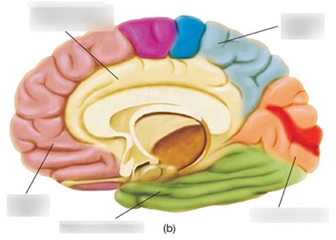 Cerebral Cortex Lobes Diagram Quizlet