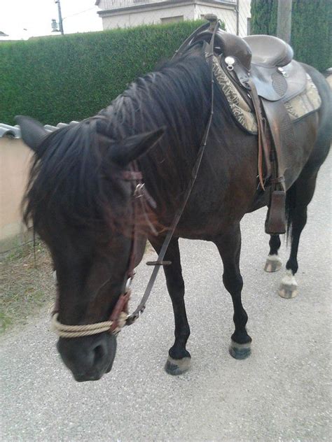 Femme Se Fais Baiser Par Un Cheval Communaut Mcms