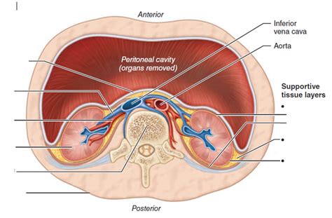 Cross Section Of The Abdomen Figure B Diagram Quizlet