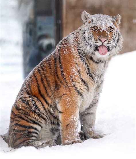 Photographer Captures Funny Sight Of Tiger Covered In Snow