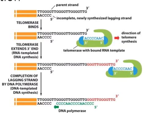 Dna Rep Flashcards Quizlet