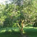 Goiabeira Caracter Sticas Nome Cient Fico E Fotos Mundo Ecologia