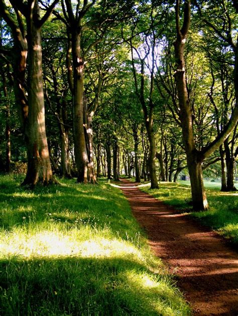Free Images Landscape Tree Nature Forest Path Grass Lawn